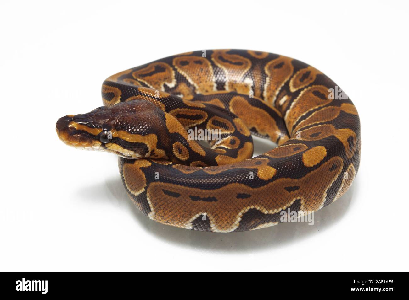 ball python (Python regius) isolated on white background Stock Photo ...