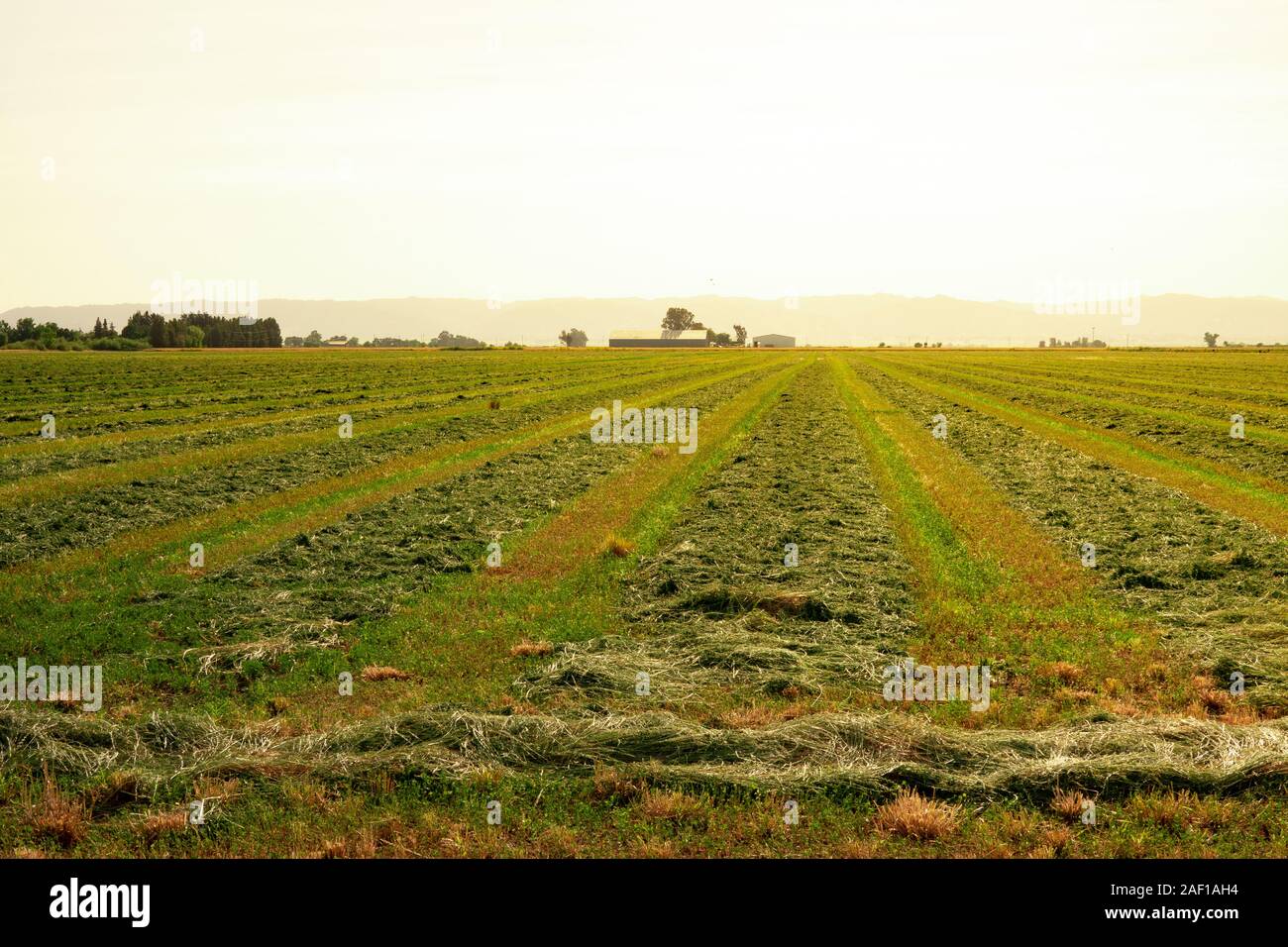 alfalfa field cut and raked into rows Stock Photo - Alamy