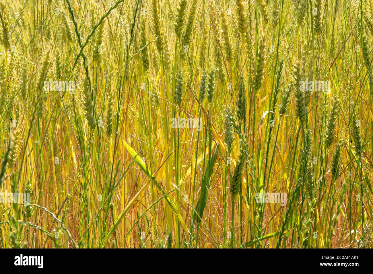 Green Winter wheat crop close up background Stock Photo - Alamy