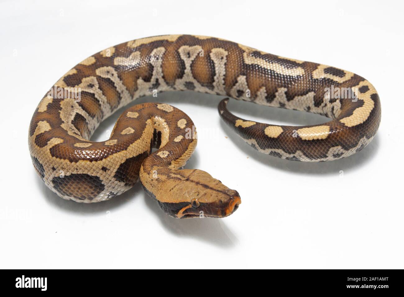 Sumatran Red Blood Python (Python curtis curtis) commonly known as red ...