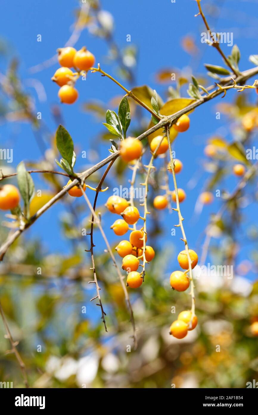 Fruits of Duranta erecta (Golden dewdrop or Pigeon berry or Skyflower ...
