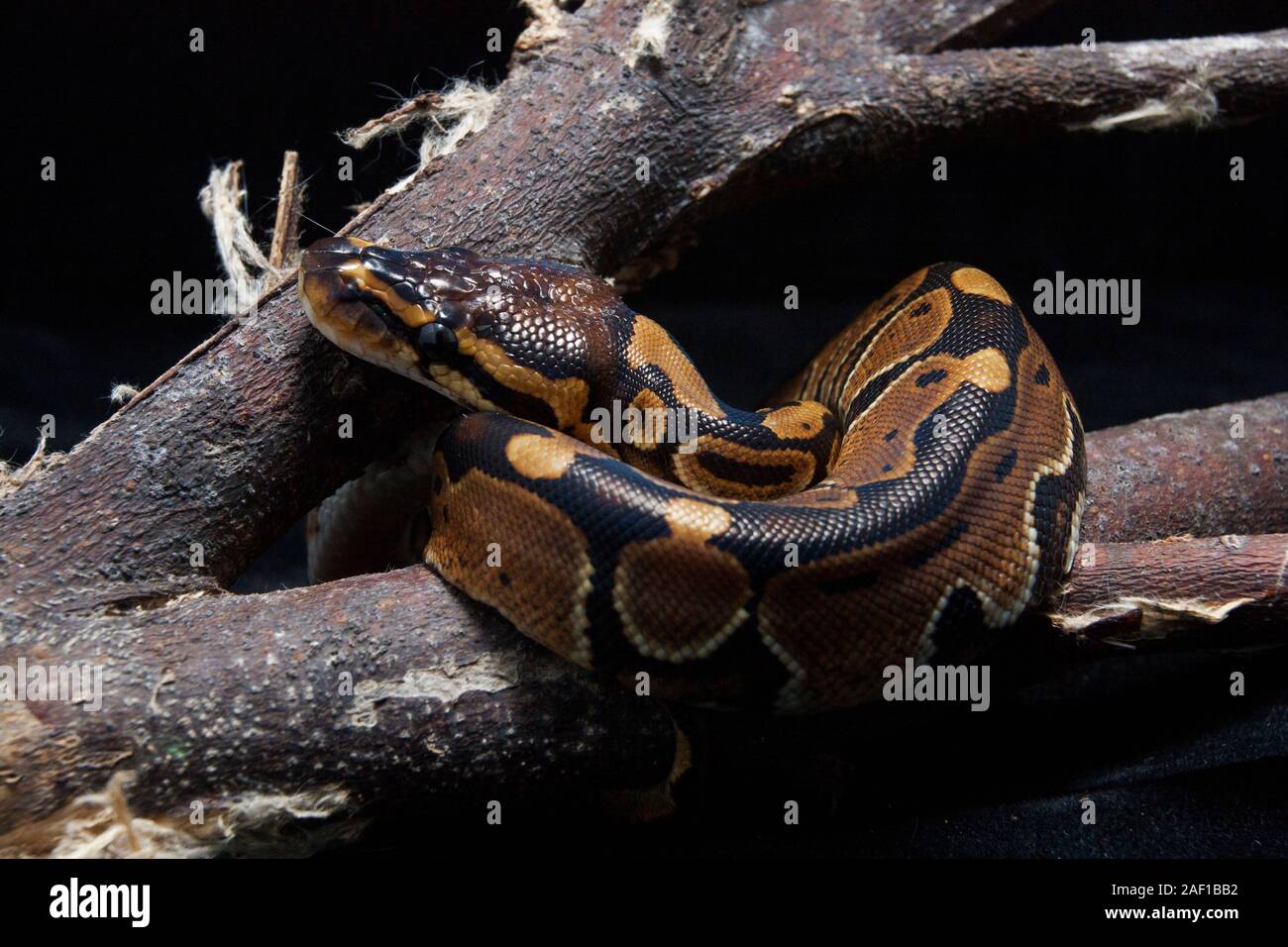 ball python (Python regius) on the branch Stock Photo - Alamy