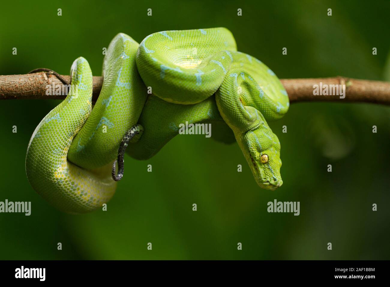 Green tree python (Morelia viridis) sorong locality Stock Photo - Alamy