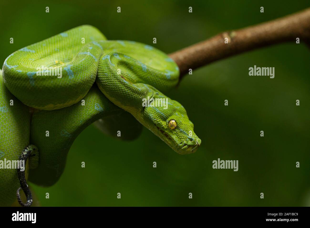 Green tree python (Morelia viridis) sorong locality Stock Photo - Alamy