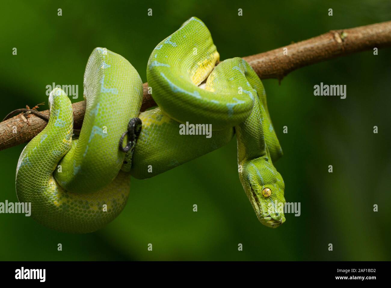 Green tree python (Morelia viridis) sorong locality Stock Photo - Alamy