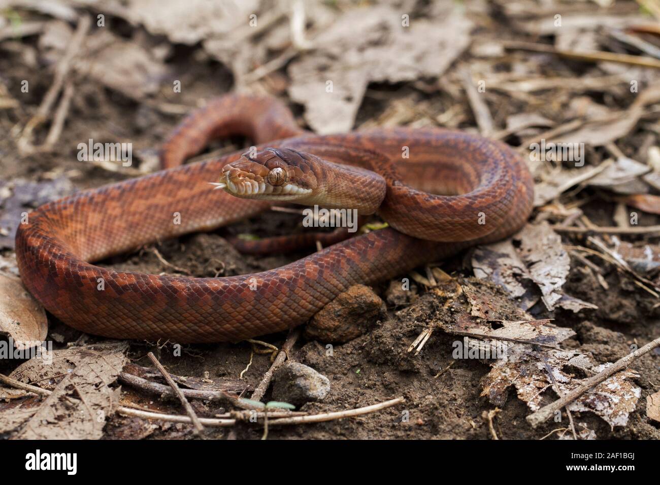 Amethystine python hi-res stock photography and images - Alamy