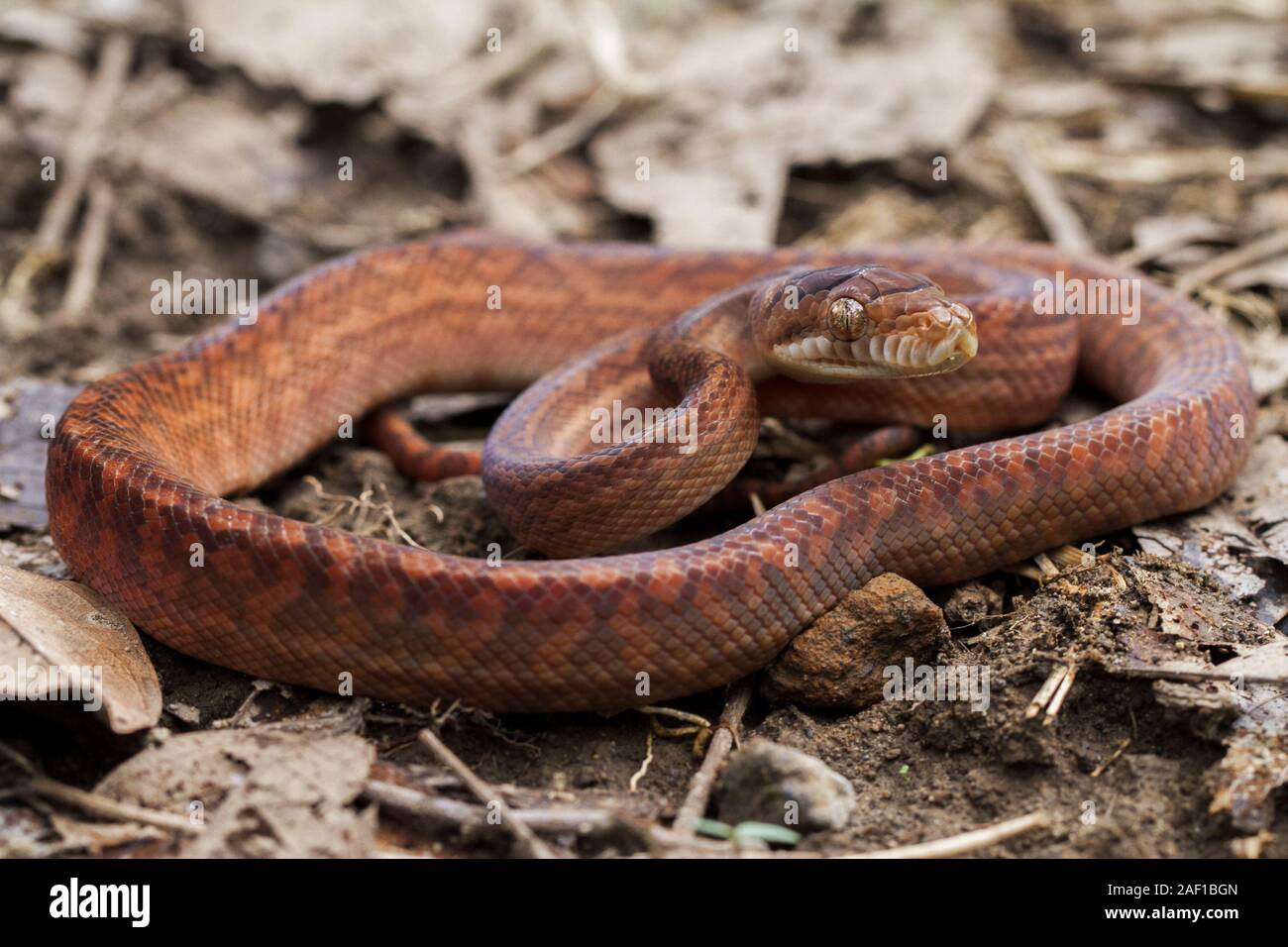 Pythonidae family hi-res stock photography and images - Alamy