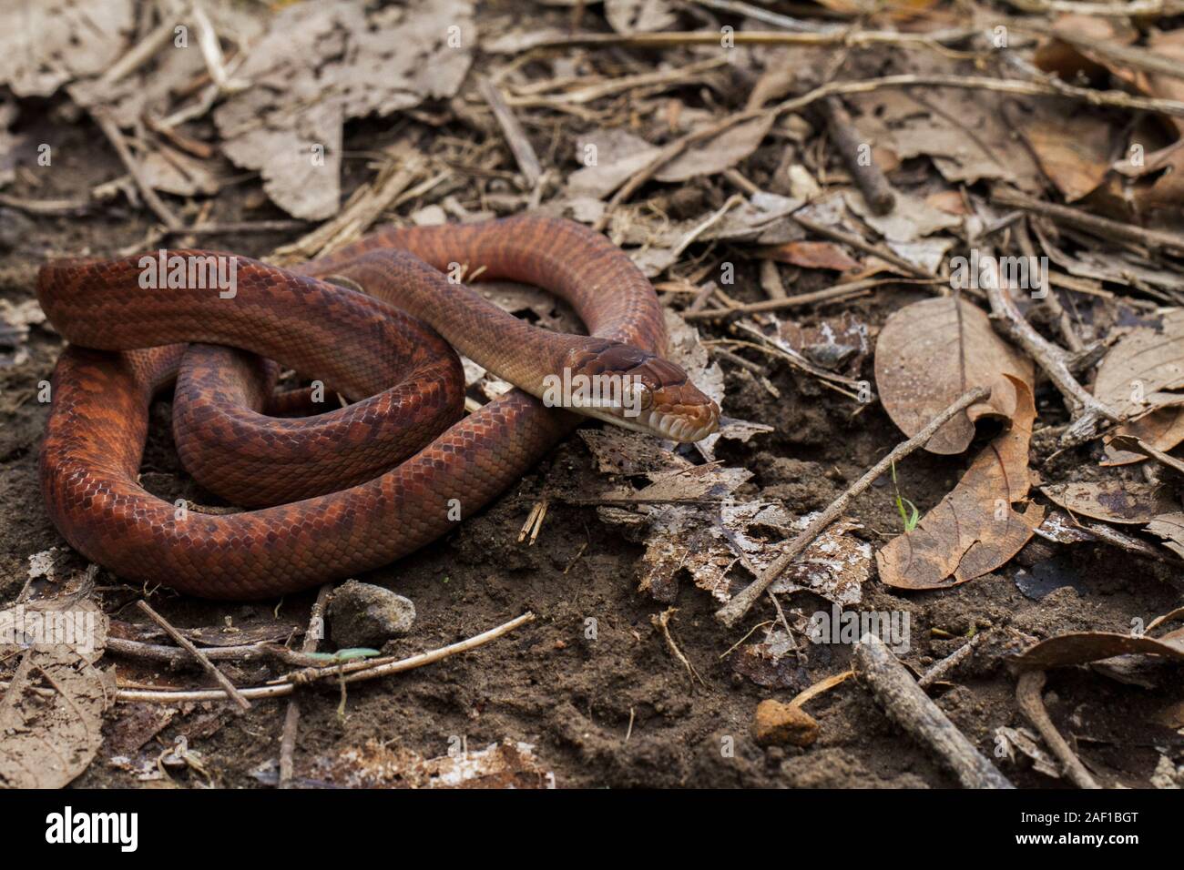 Amethystine python hi-res stock photography and images - Alamy