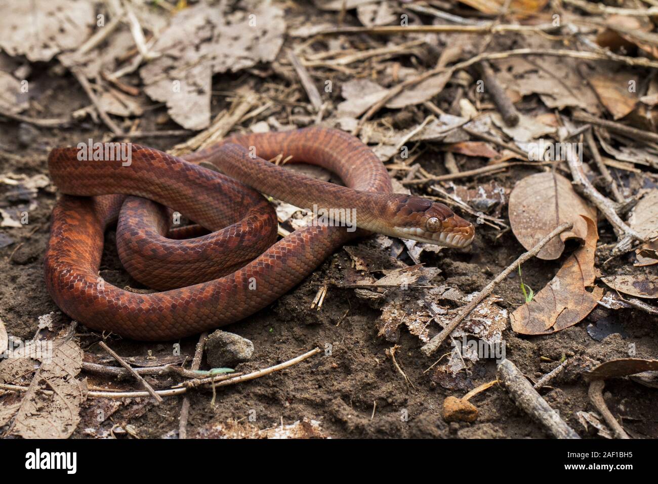 Amethystine python hi-res stock photography and images - Alamy