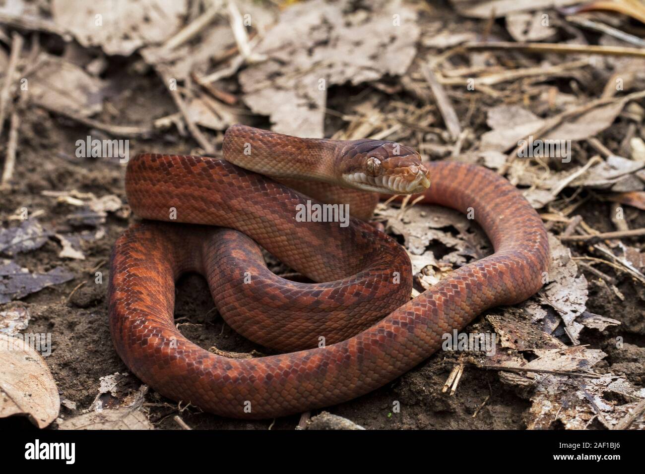 Pythonidae Family High Resolution Stock Photography and Images - Alamy