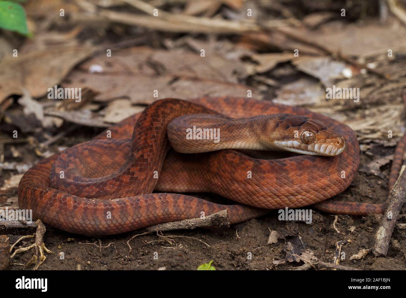 Pythonidae Family High Resolution Stock Photography and Images - Alamy