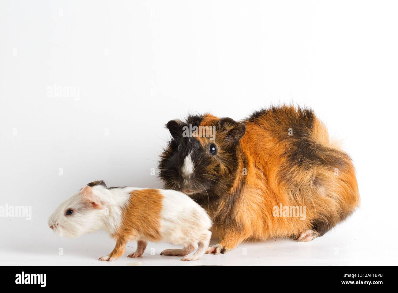 Guinea pig mom with pup isolated on white background Stock Photo - Alamy