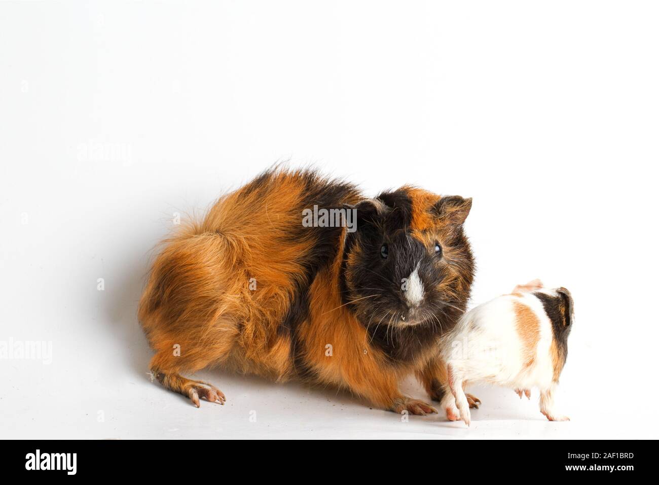 Guinea pig mom with pup isolated on white background Stock Photo - Alamy