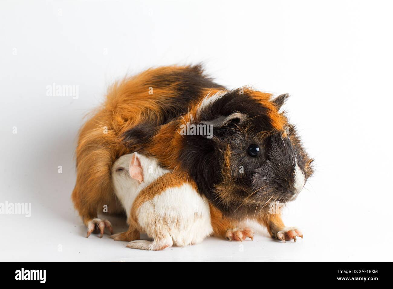 Baby guinea pig pup hi-res stock photography and images - Alamy