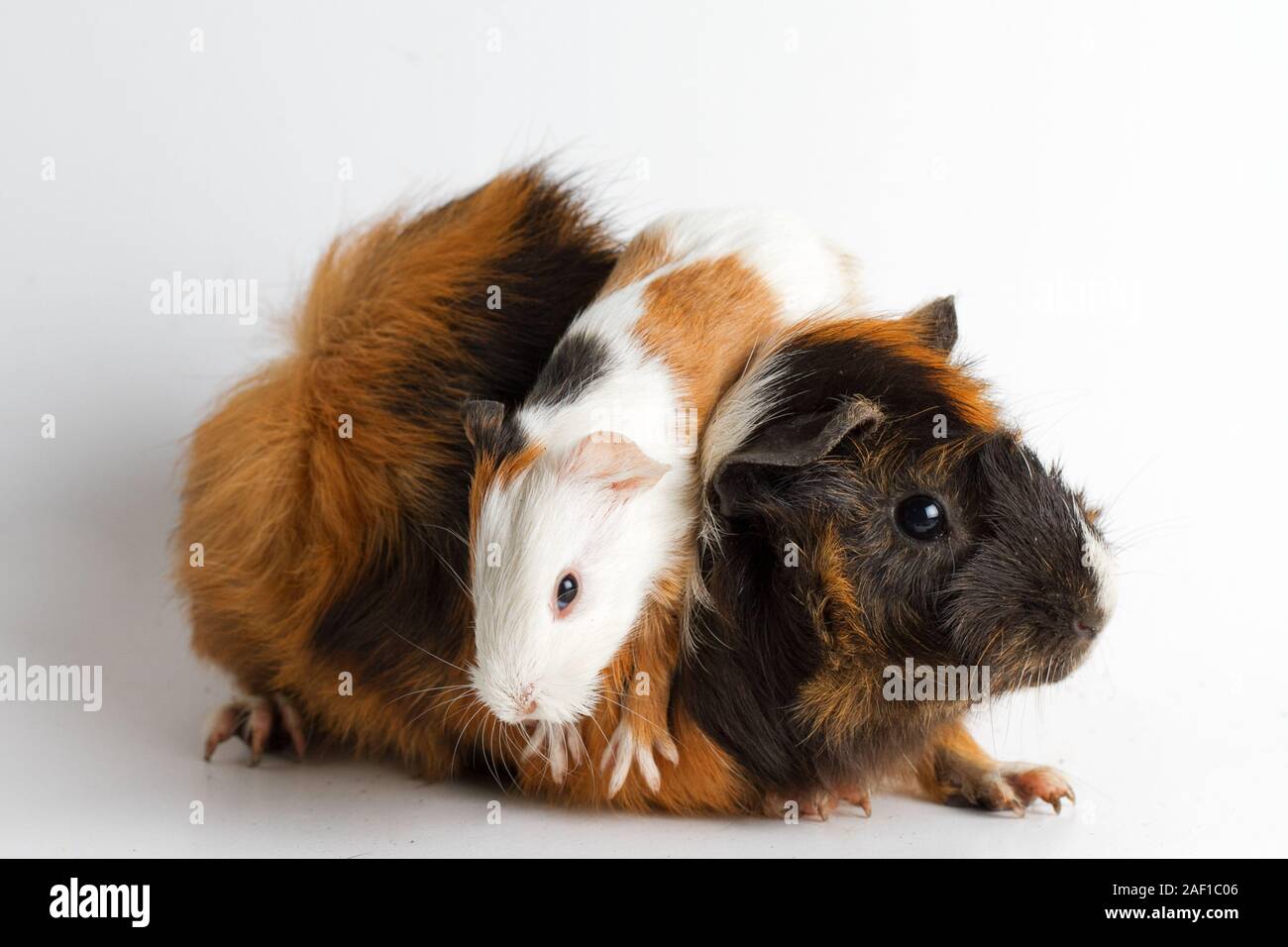 Guinea pig mom with pup isolated on white background Stock Photo - Alamy