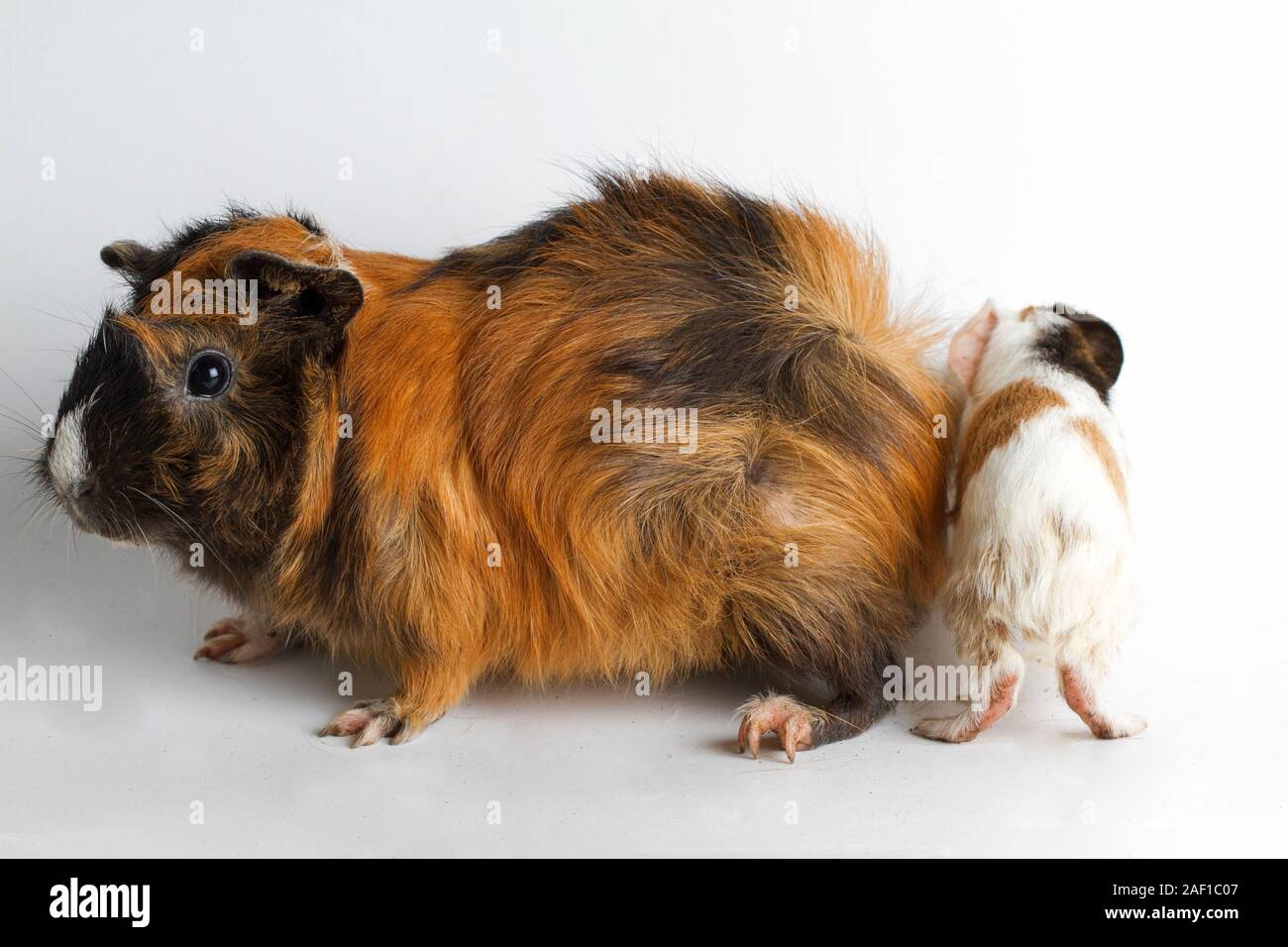 Guinea pig mom with pup isolated on white background Stock Photo - Alamy