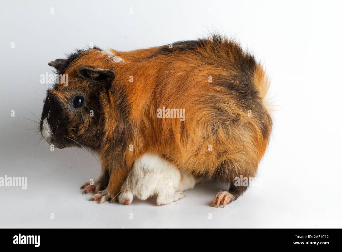 Guinea pig mom with pup isolated on white background Stock Photo - Alamy