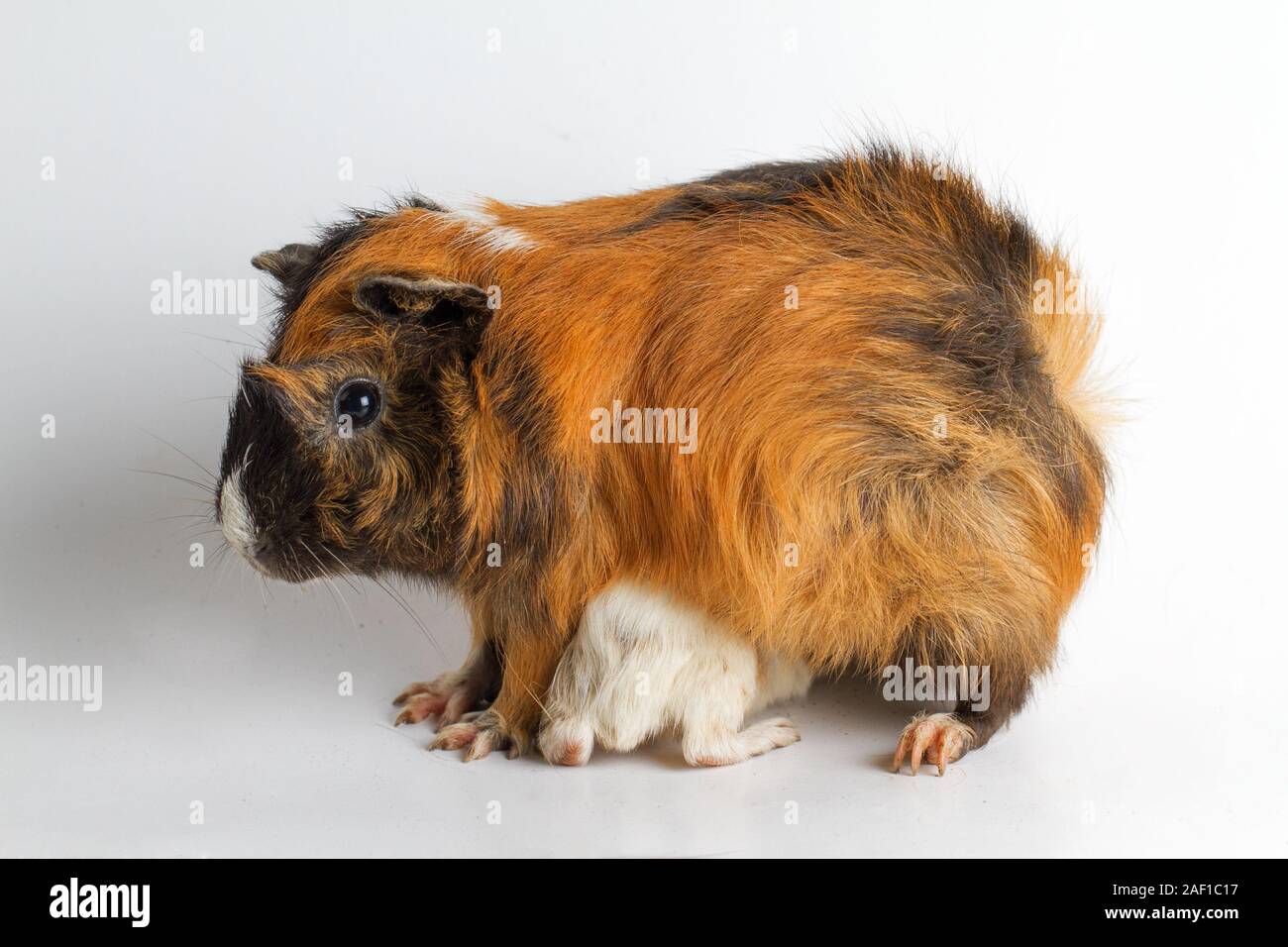 Guinea pig mom with pup isolated on white background Stock Photo - Alamy