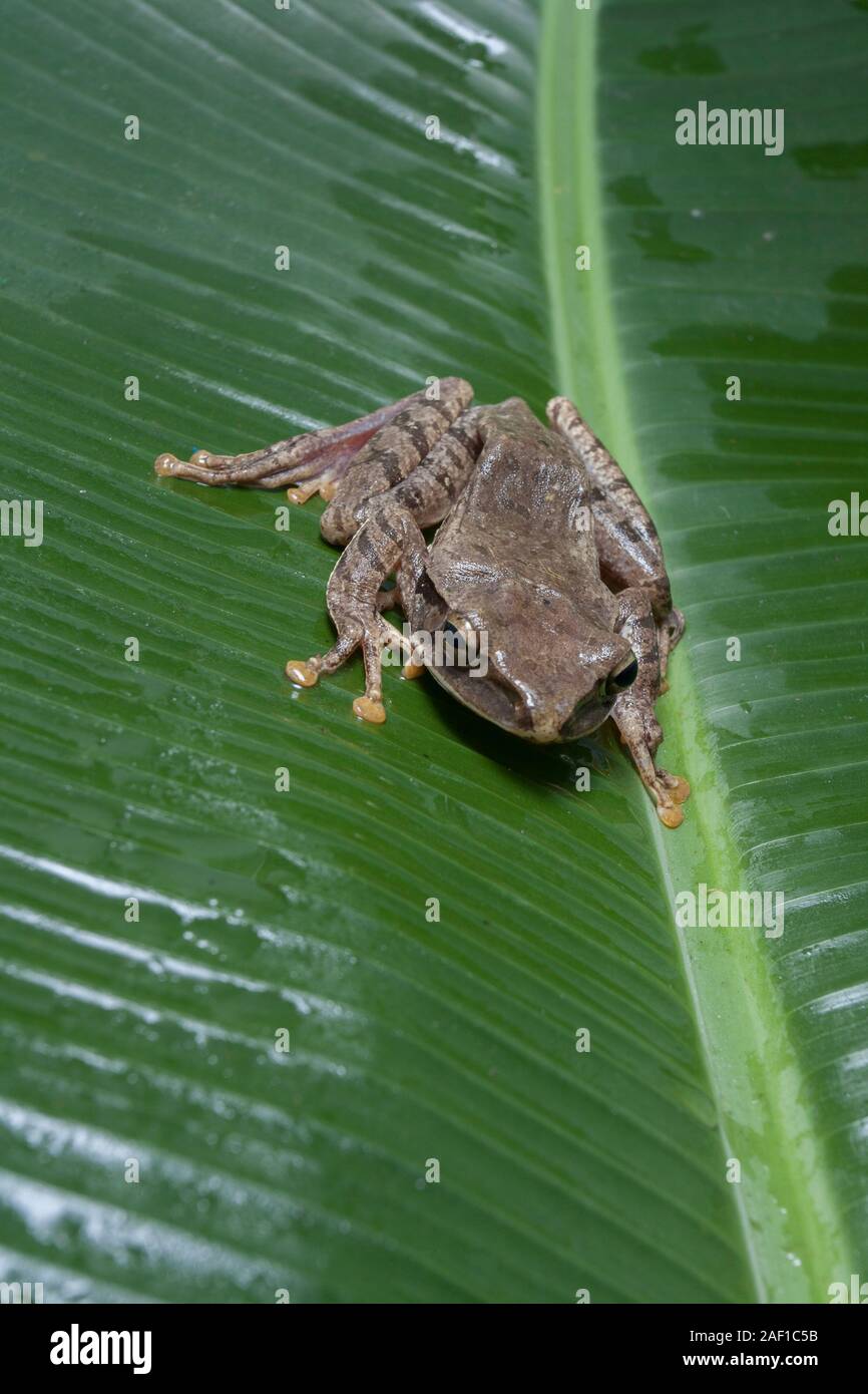 Common Southeast Asian Tree Frog - Polypedates leucomystax, indonesia ...