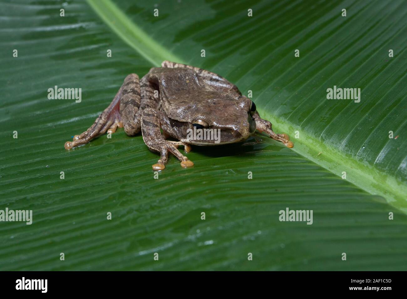Common Southeast Asian Tree Frog - Polypedates leucomystax, indonesia ...