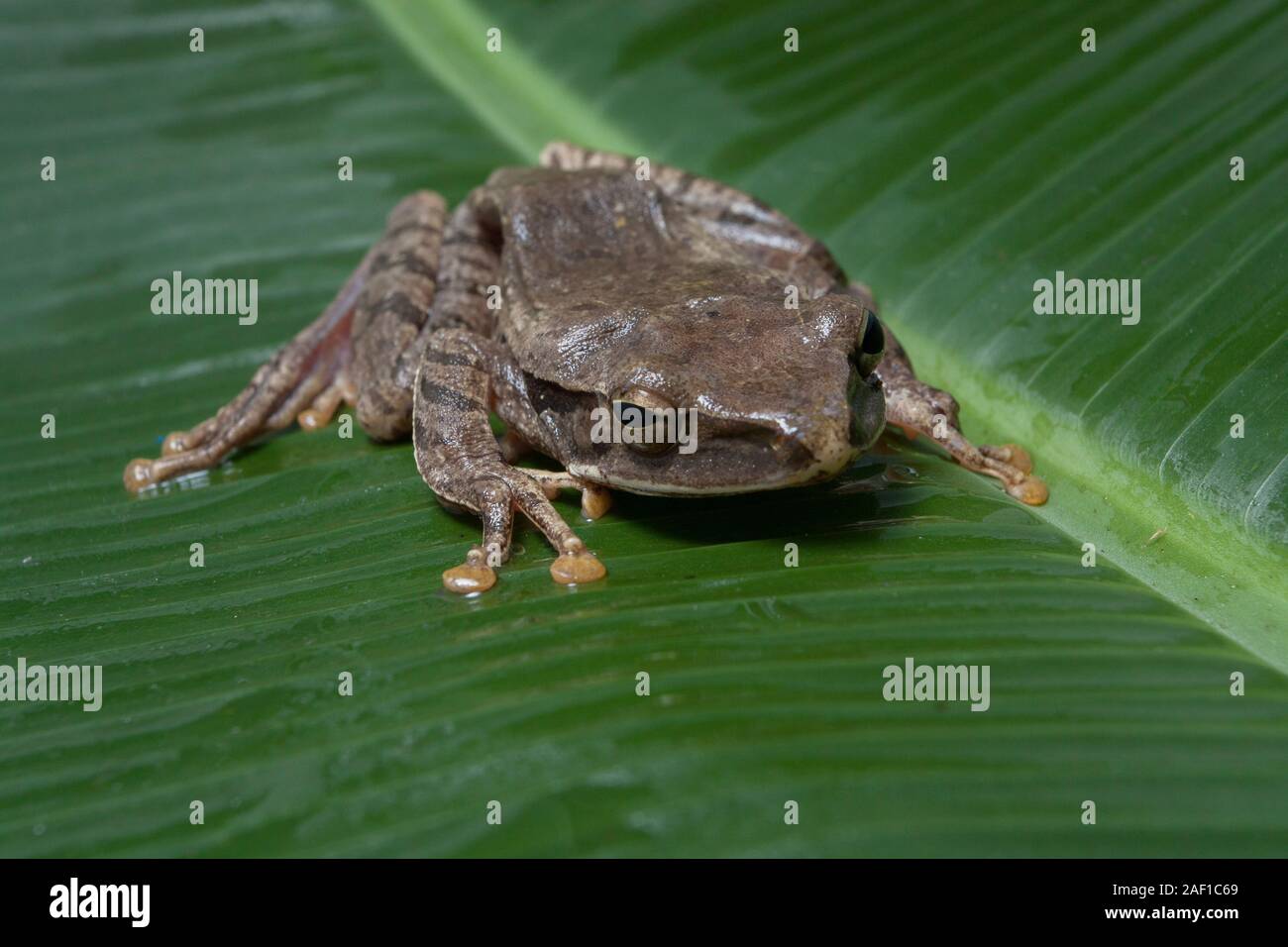 Common Southeast Asian Tree Frog - Polypedates leucomystax, indonesia ...