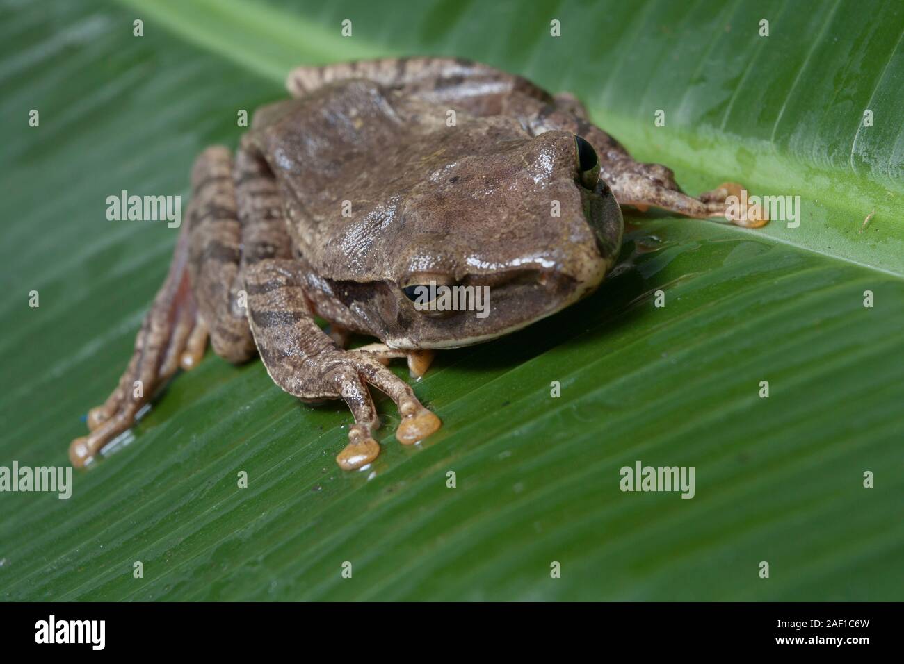 Common Southeast Asian Tree Frog - Polypedates leucomystax, indonesia ...