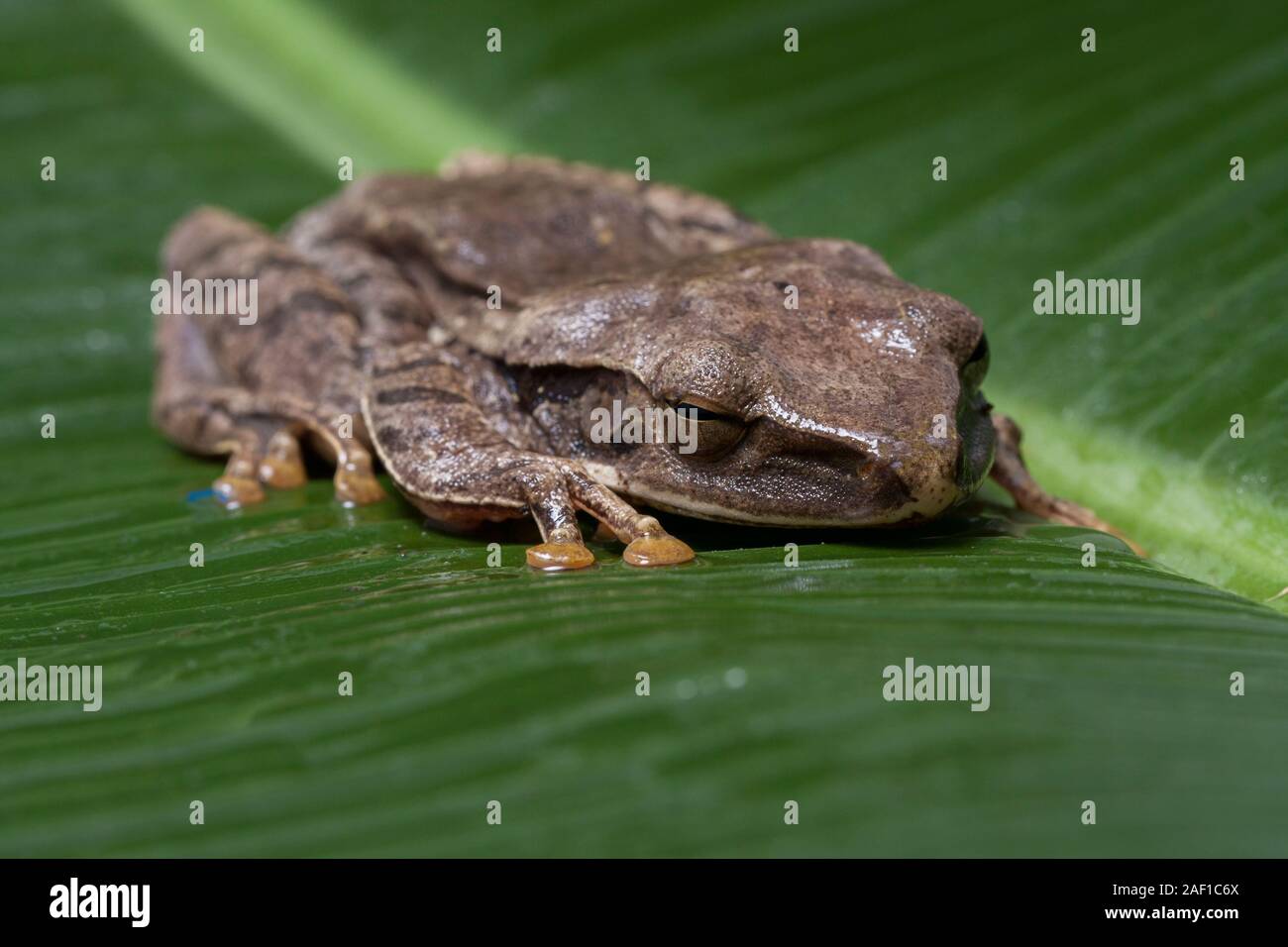 Common Southeast Asian Tree Frog - Polypedates leucomystax, indonesia ...