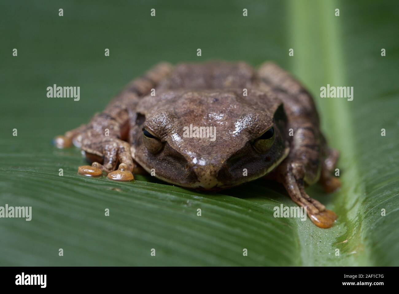 Common Southeast Asian Tree Frog - Polypedates leucomystax, indonesia ...