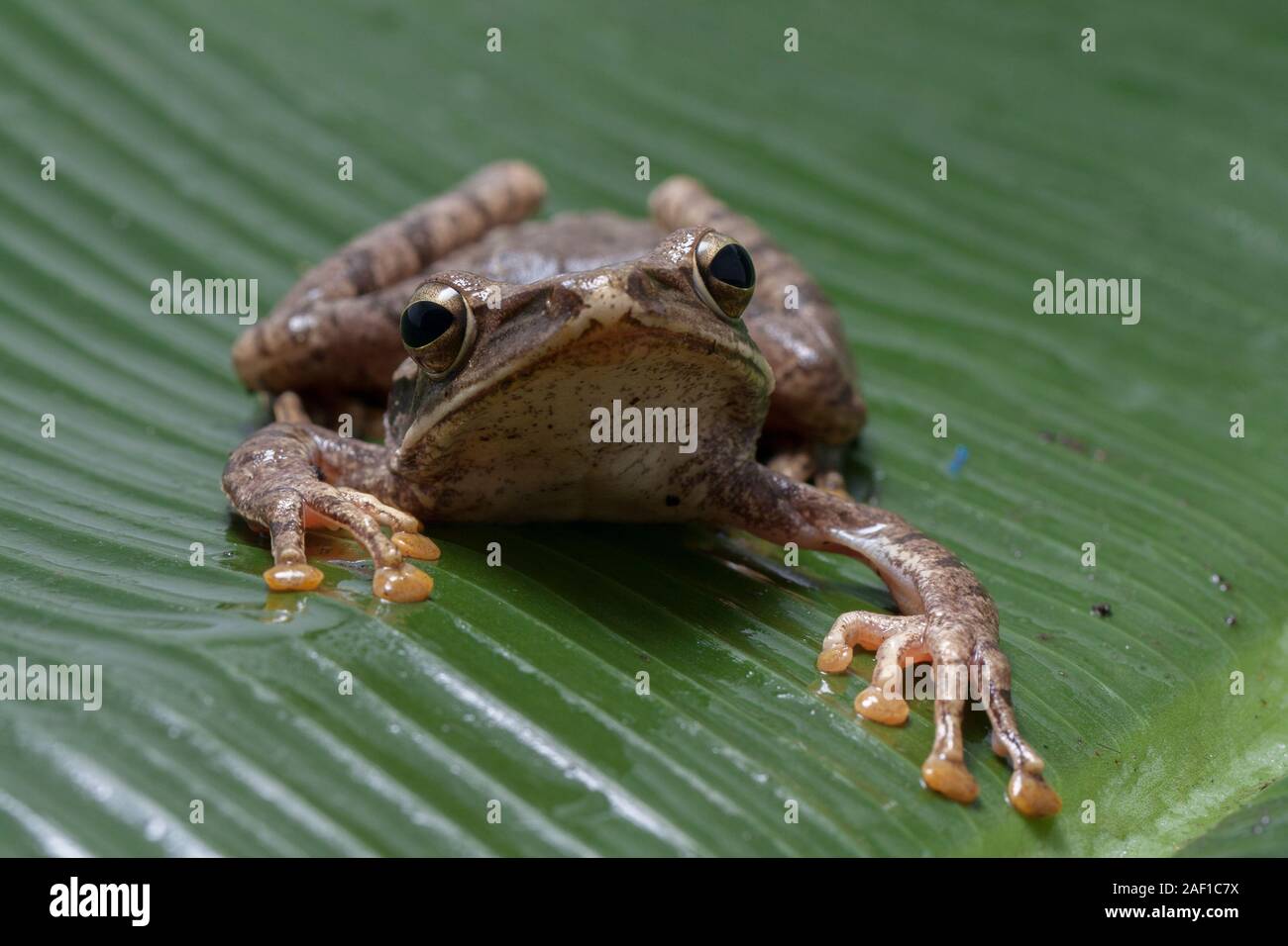 Common Southeast Asian Tree Frog - Polypedates leucomystax, indonesia ...