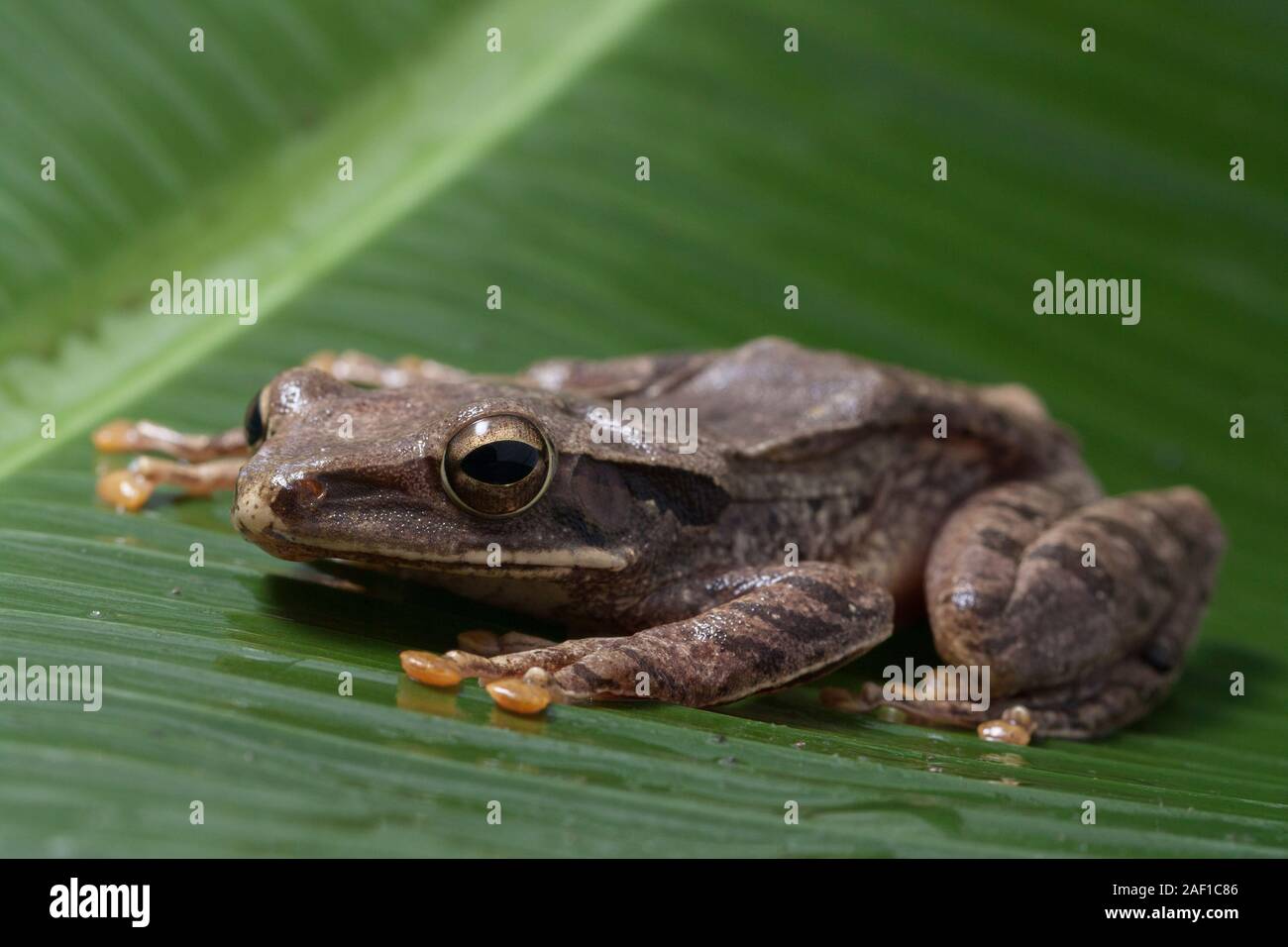 Common Southeast Asian Tree Frog - Polypedates leucomystax, indonesia ...