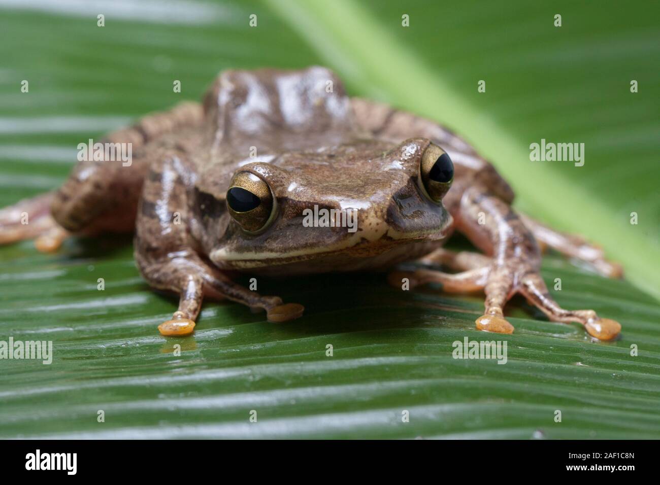 Common Southeast Asian Tree Frog - Polypedates leucomystax, indonesia ...