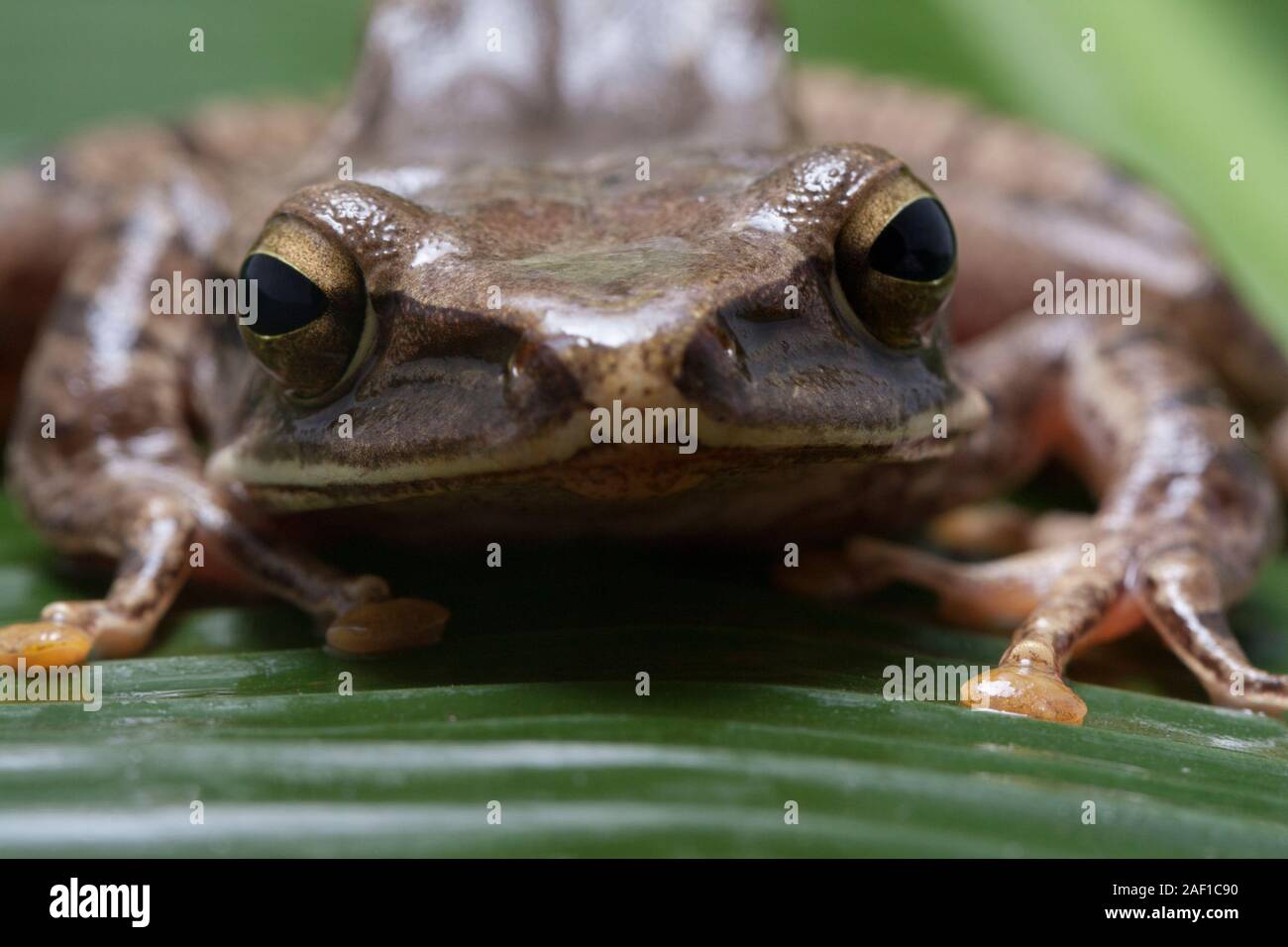 Common Southeast Asian Tree Frog - Polypedates leucomystax, indonesia ...