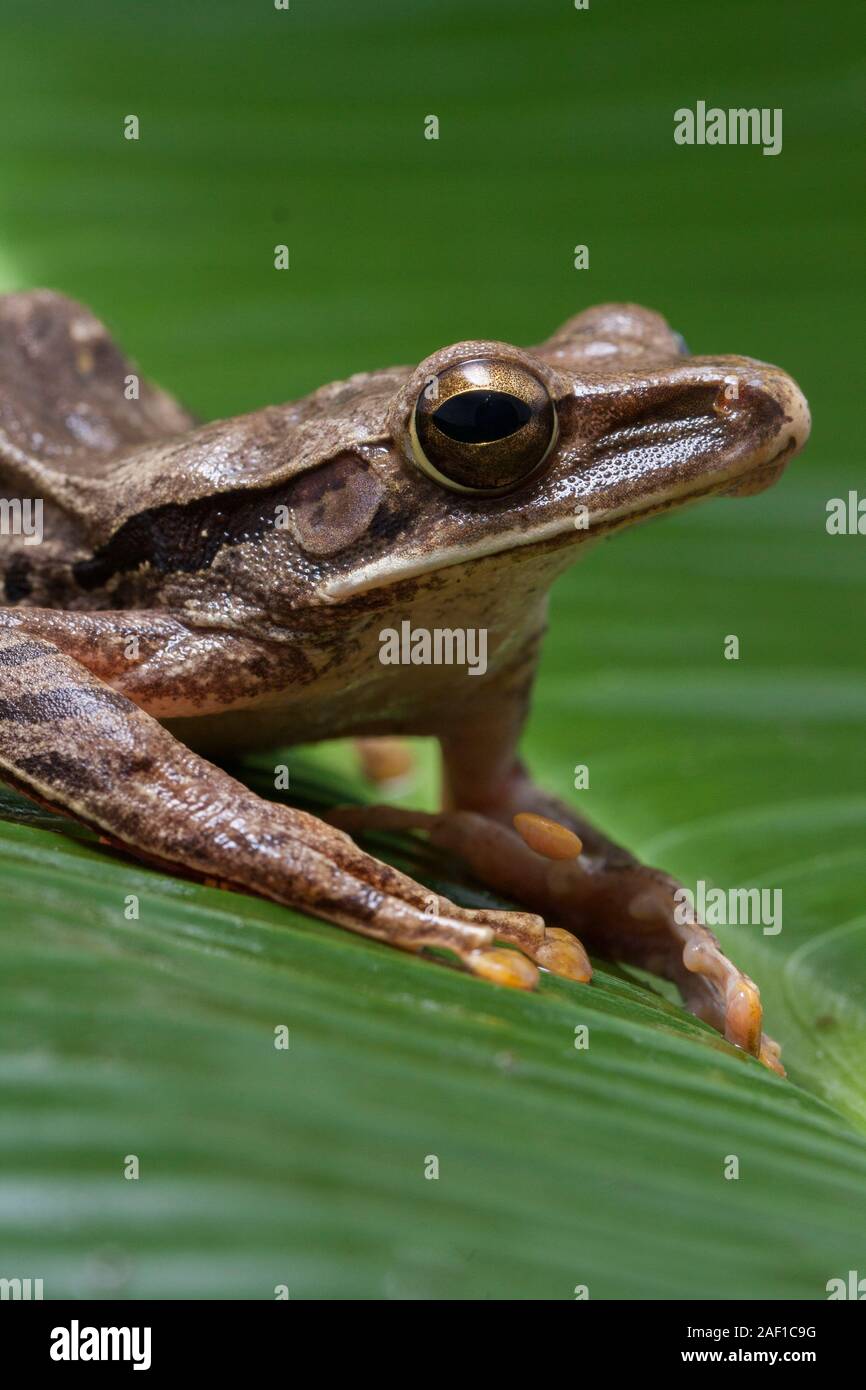 Common Southeast Asian Tree Frog - Polypedates leucomystax, indonesia ...