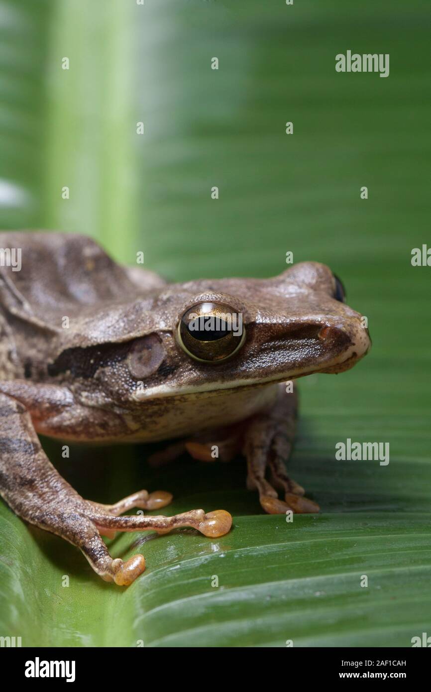 Common Southeast Asian Tree Frog - Polypedates leucomystax, indonesia ...