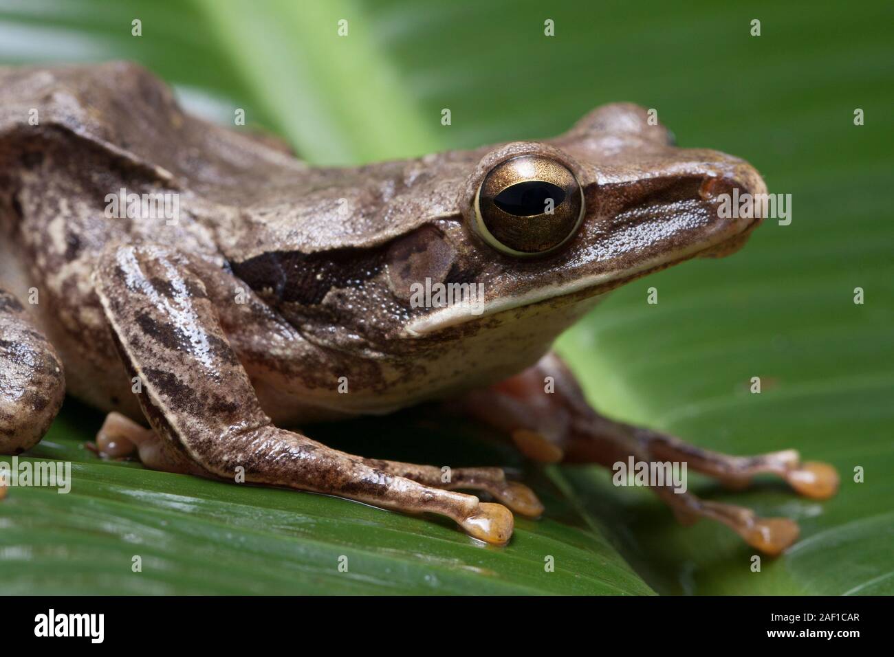 Common Southeast Asian Tree Frog - Polypedates leucomystax, indonesia ...