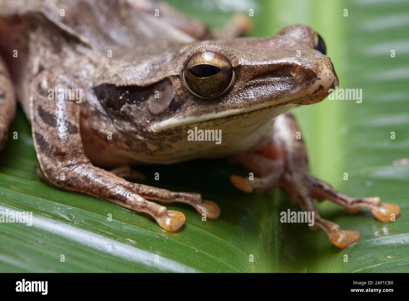 Common Southeast Asian Tree Frog - Polypedates leucomystax, indonesia ...