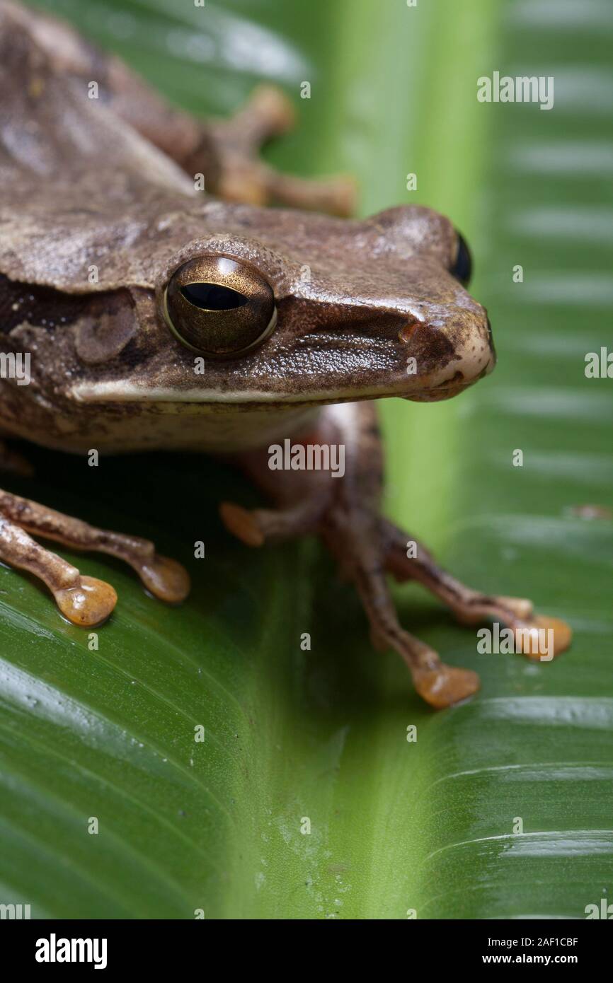 Common Southeast Asian Tree Frog - Polypedates leucomystax, indonesia ...