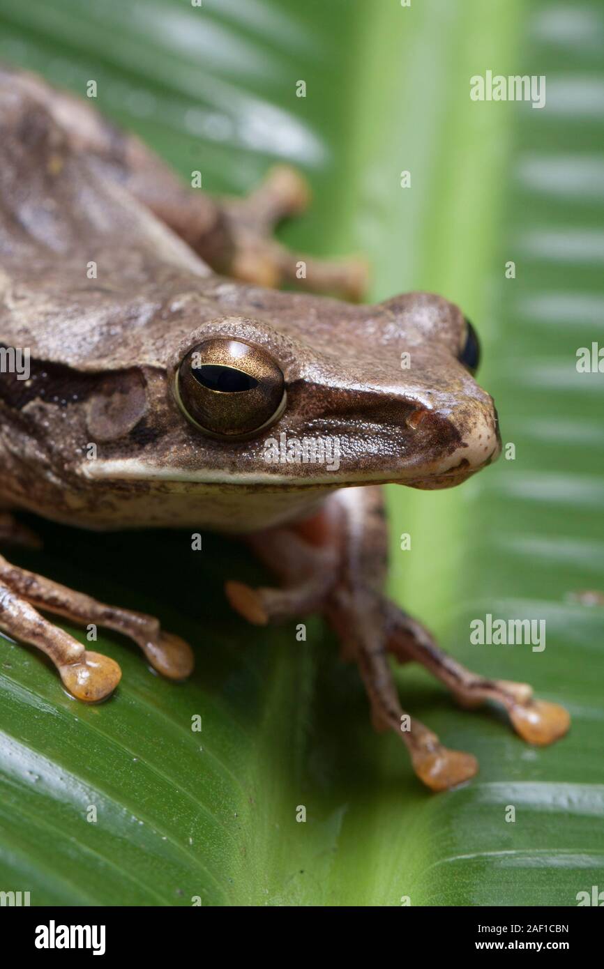 Common Southeast Asian Tree Frog - Polypedates leucomystax, indonesia ...