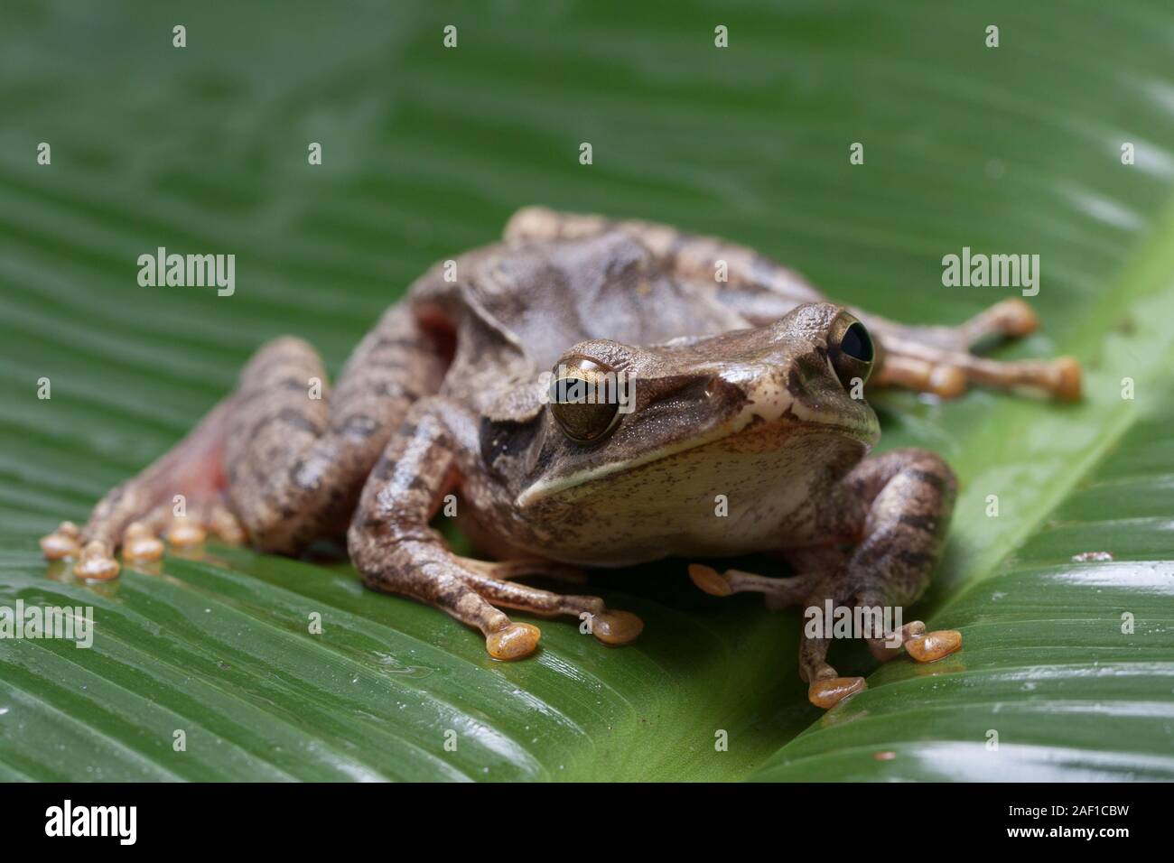 Common Southeast Asian Tree Frog - Polypedates leucomystax, indonesia ...