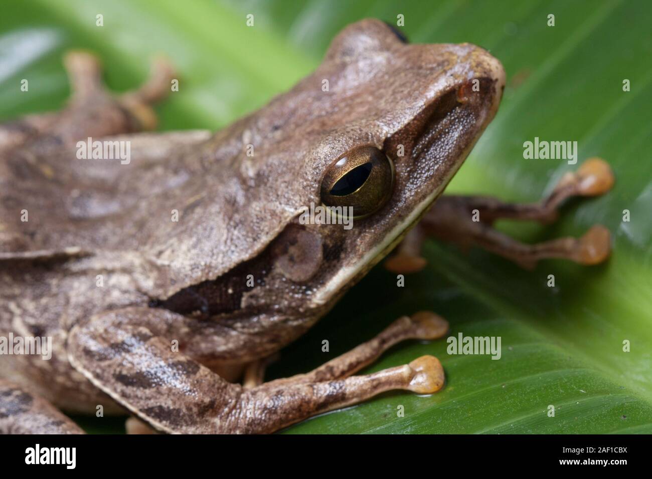 Common Southeast Asian Tree Frog - Polypedates leucomystax, indonesia ...