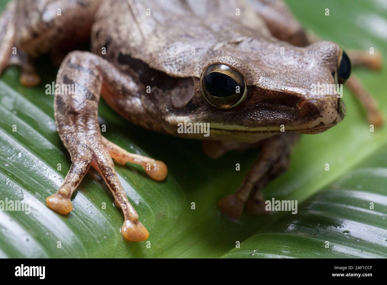 Common Southeast Asian Tree Frog - Polypedates leucomystax, indonesia ...