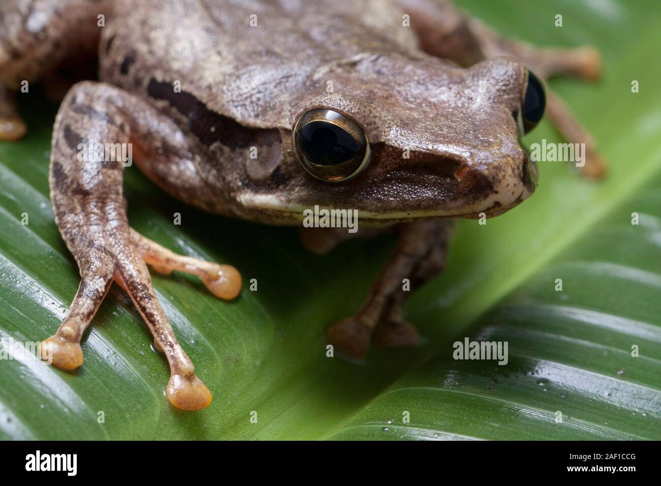 Common Southeast Asian Tree Frog - Polypedates leucomystax, indonesia ...