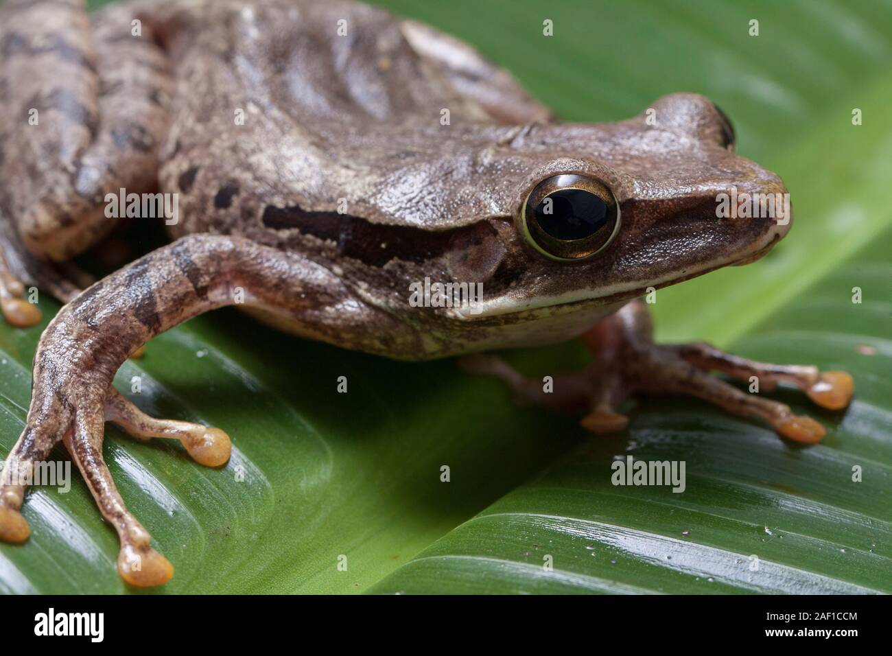 Common Southeast Asian Tree Frog - Polypedates leucomystax, indonesia ...