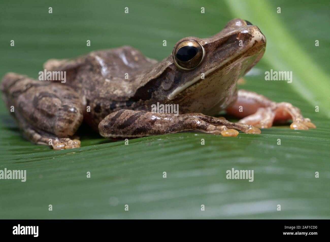 Common Southeast Asian Tree Frog - Polypedates leucomystax, indonesia ...