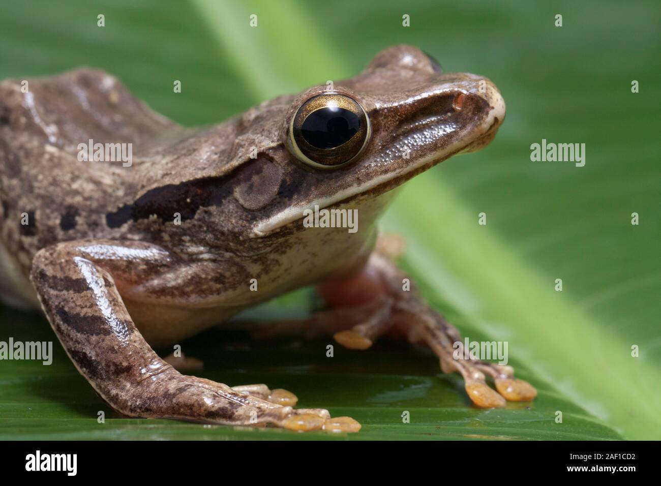 Common Southeast Asian Tree Frog - Polypedates leucomystax, indonesia ...