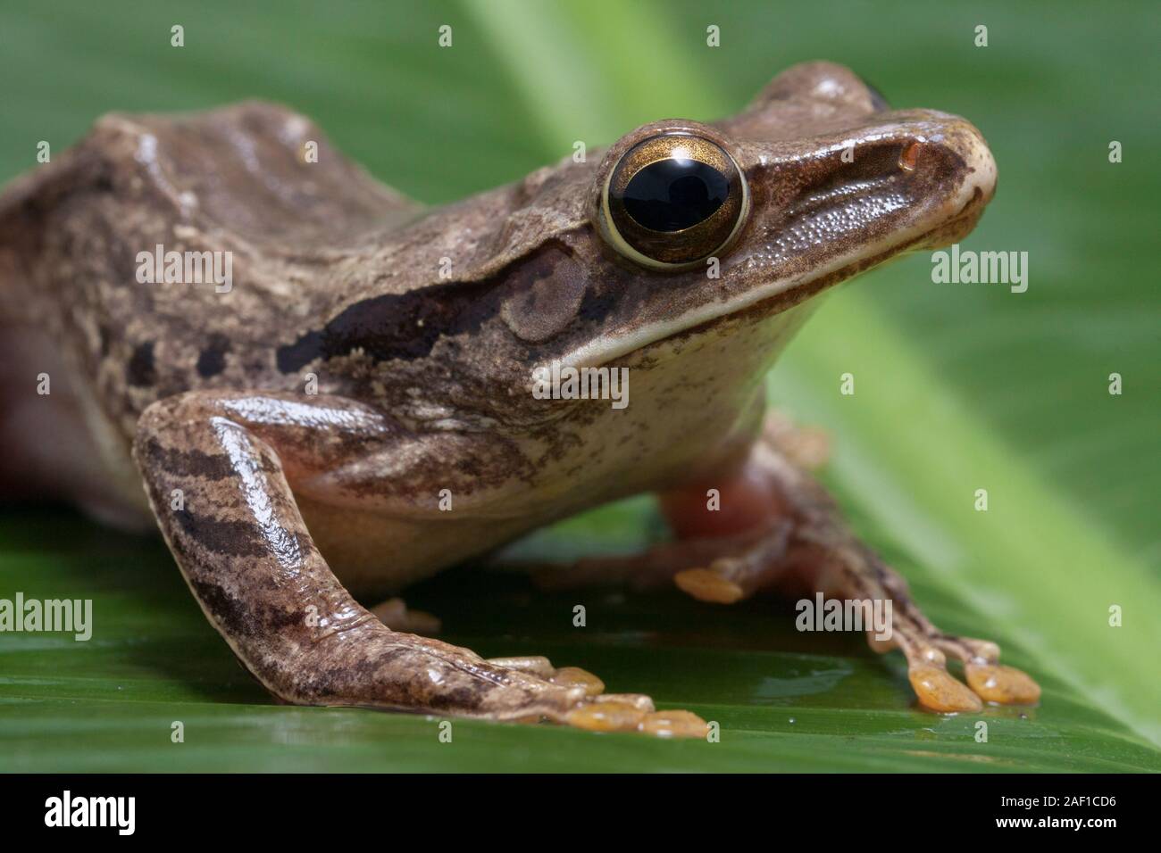 Common Southeast Asian Tree Frog - Polypedates leucomystax, indonesia ...