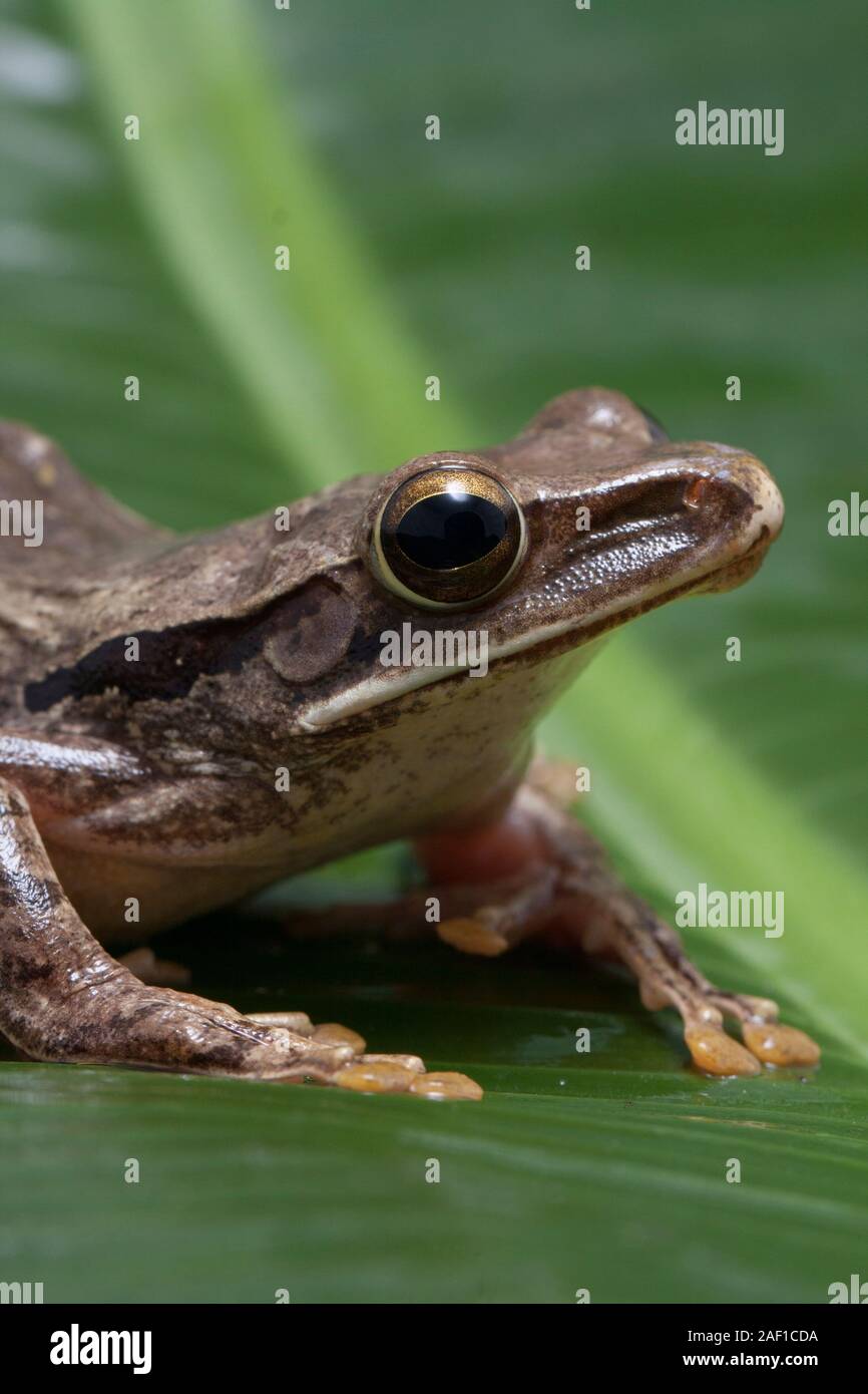 Common Southeast Asian Tree Frog - Polypedates leucomystax, indonesia ...