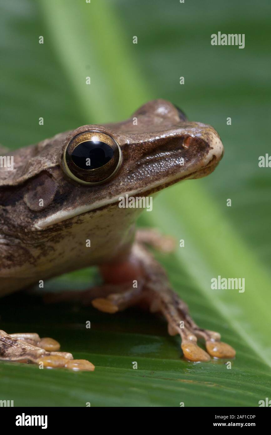 Common Southeast Asian Tree Frog - Polypedates leucomystax, indonesia ...