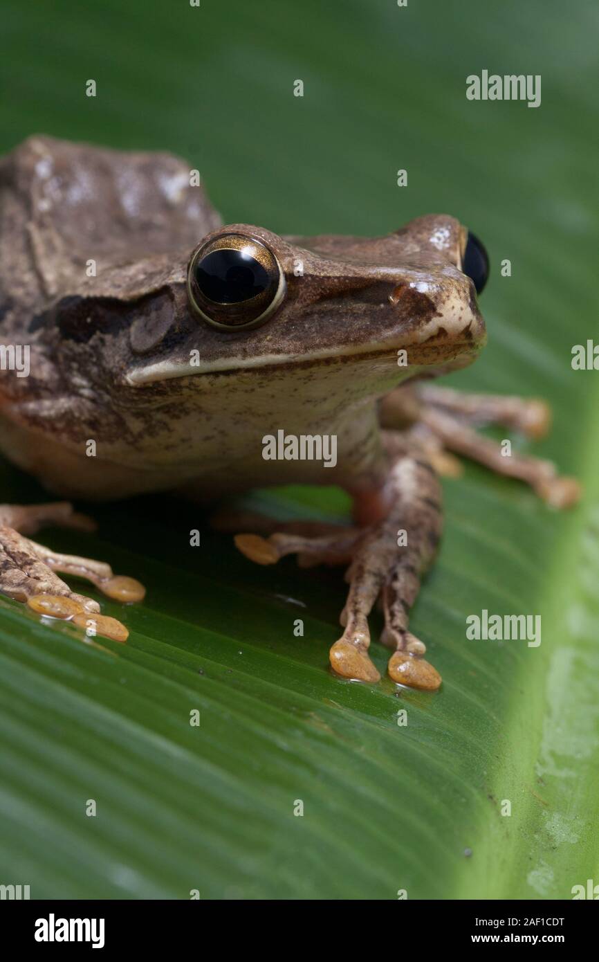 Common Southeast Asian Tree Frog - Polypedates leucomystax, indonesia ...