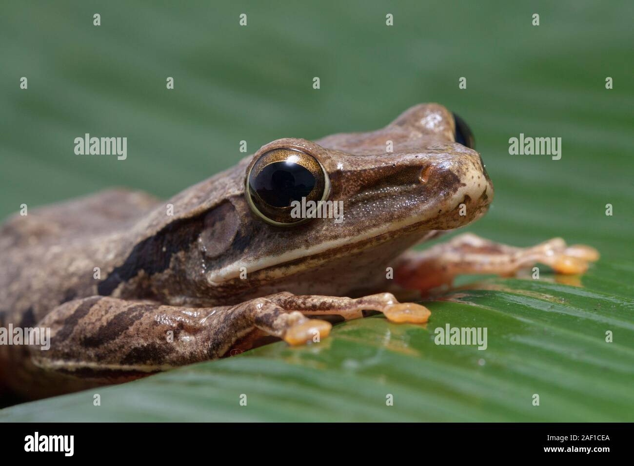 Common Southeast Asian Tree Frog - Polypedates leucomystax, indonesia ...